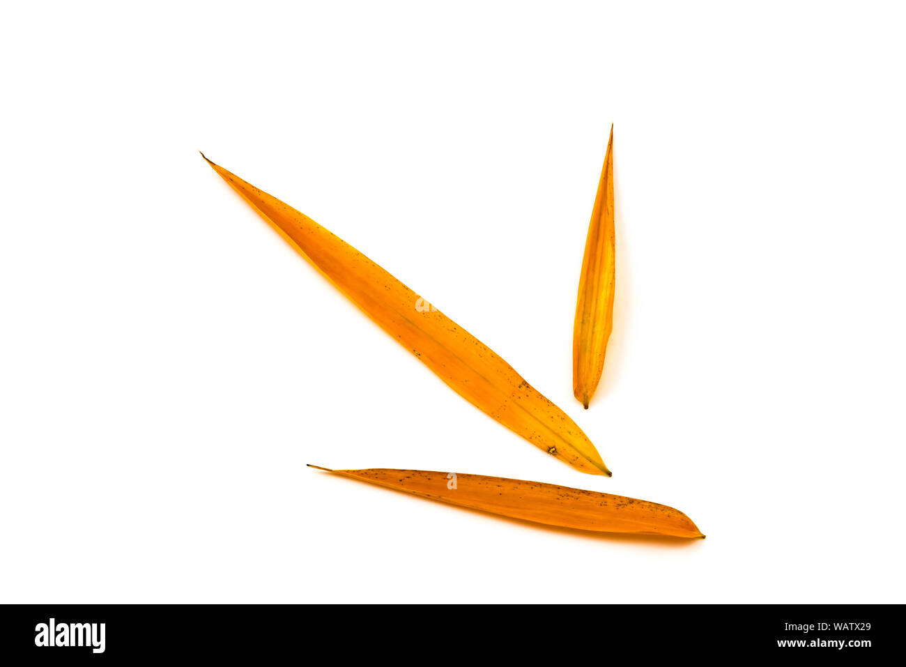 Texture of Dry Bamboo Leaves on white background Stock Photo - Alamy