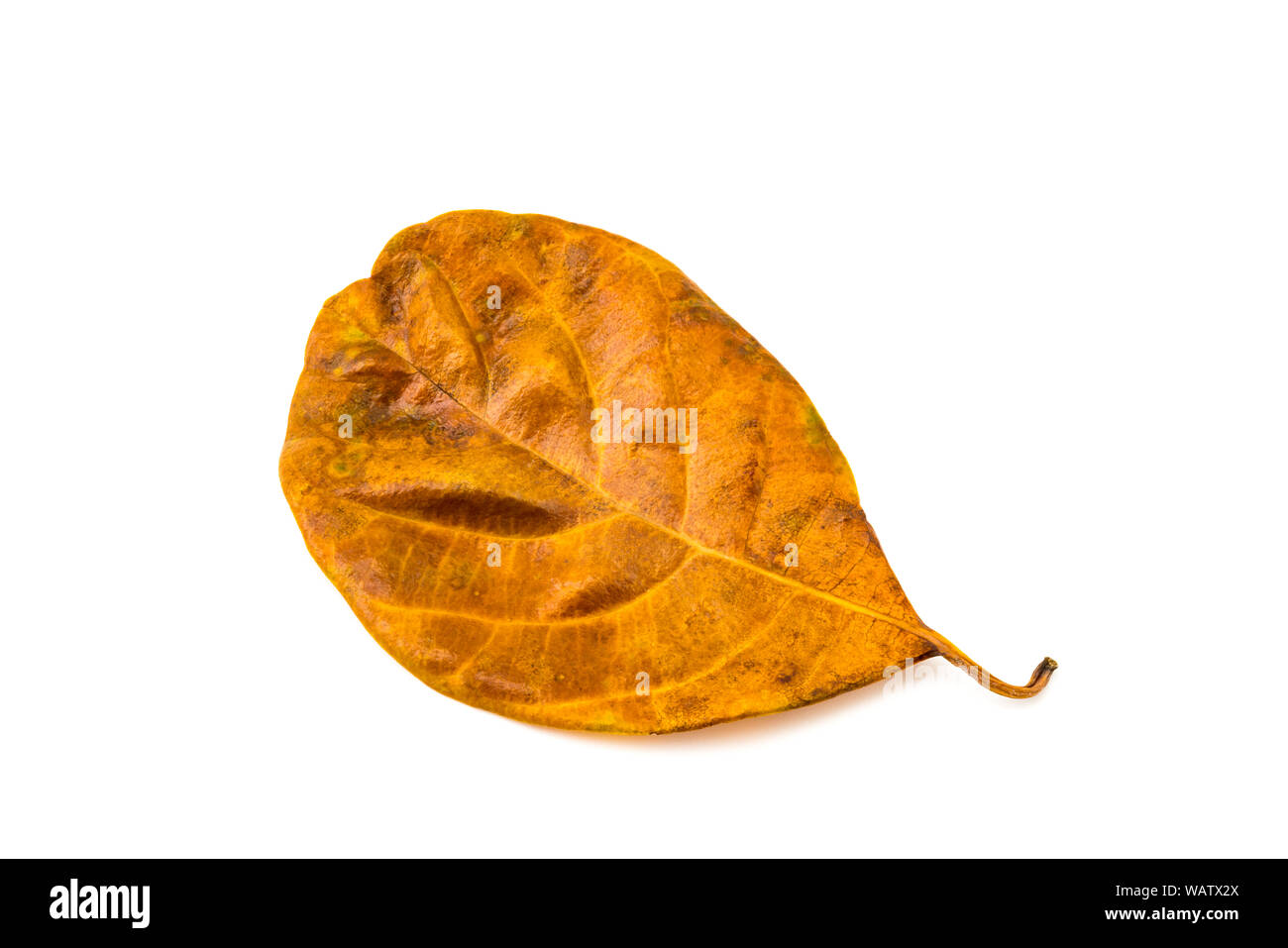 Dry leaf of Jackfruit texture on white background Stock Photo - Alamy