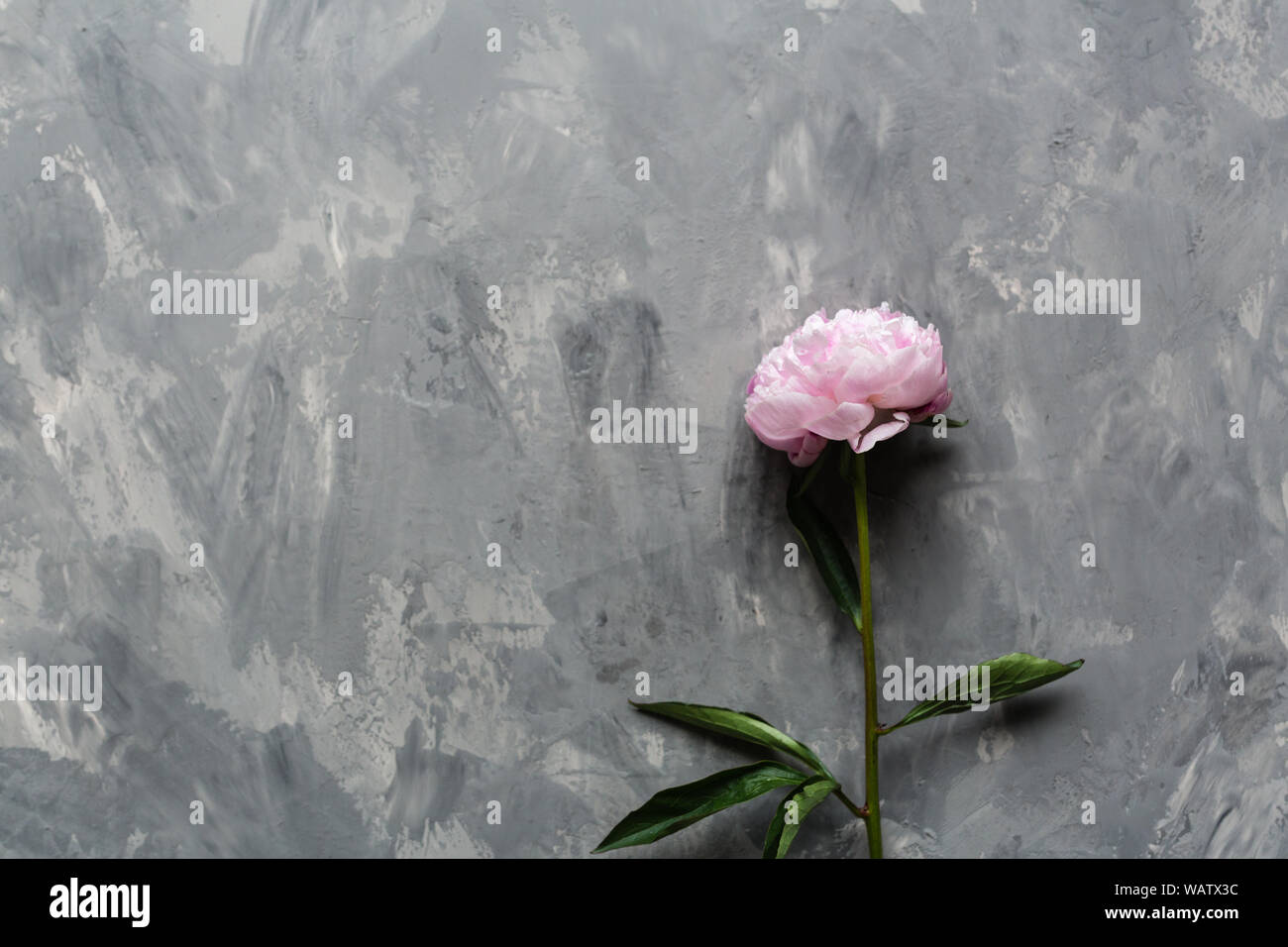 Beautiful pink peony flowers on gray concrete background with copy ...
