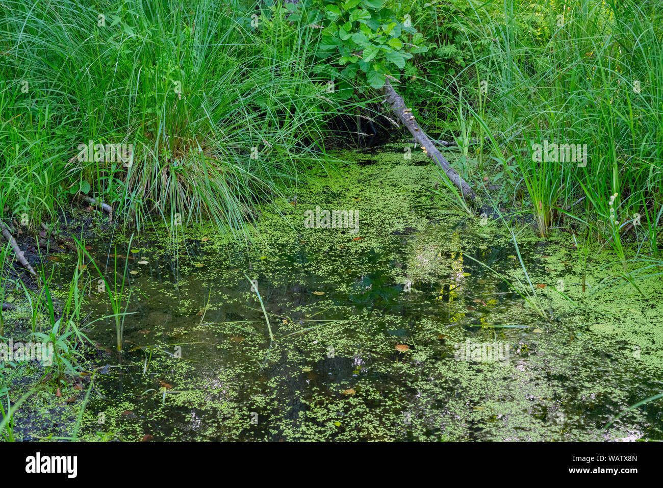 Green swamp with algae, grass, trees and plants in the wilderness ...