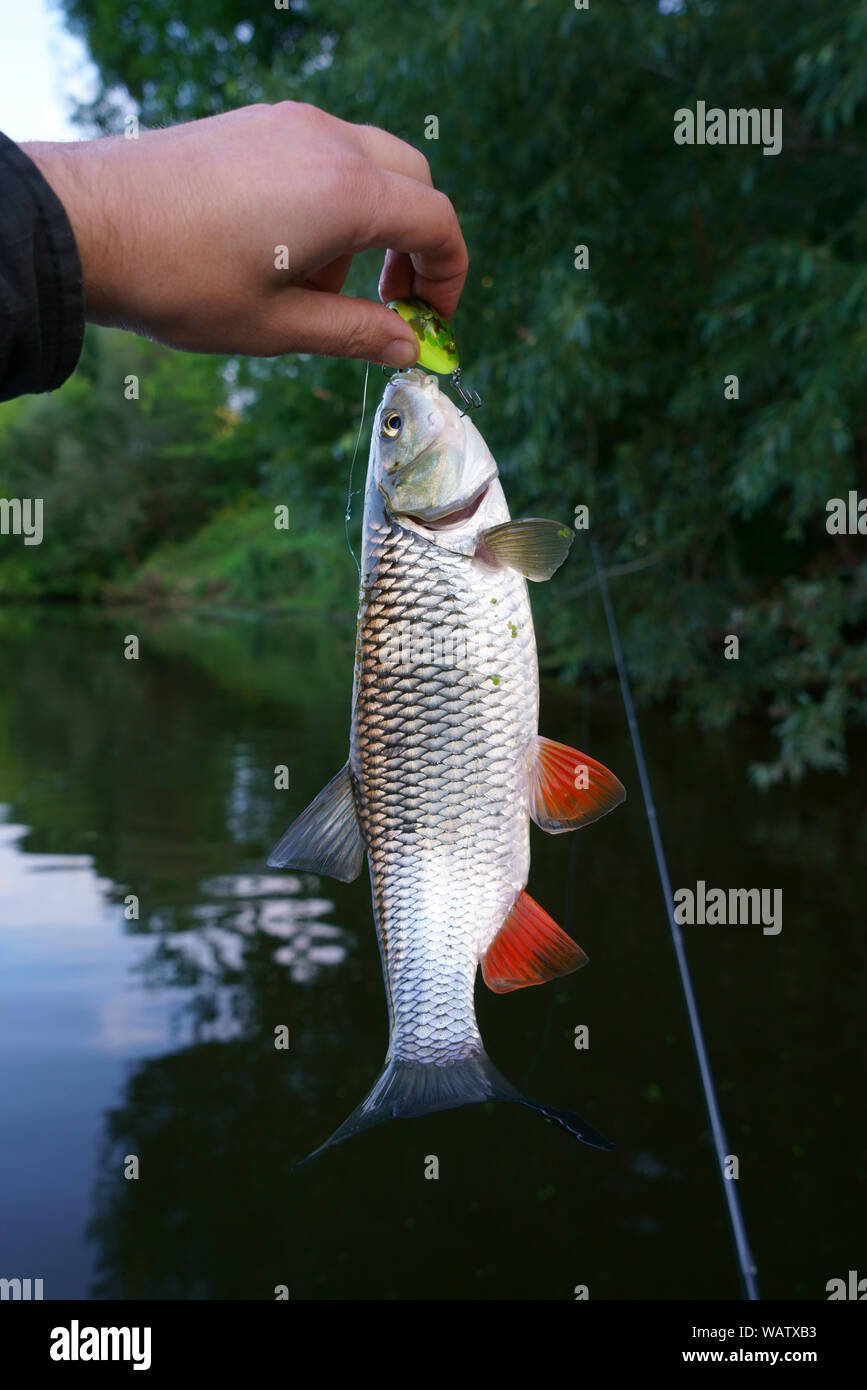 Chub in fisherman's hand, summer catch Stock Photo - Alamy
