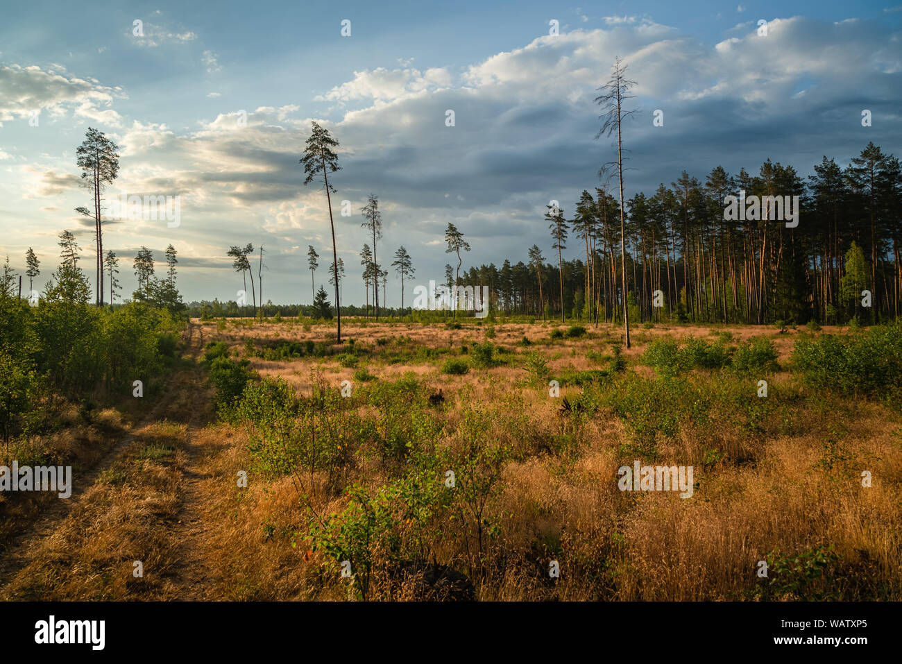 Area of deforestation of vegetation in the pine forest. Vast empty ...