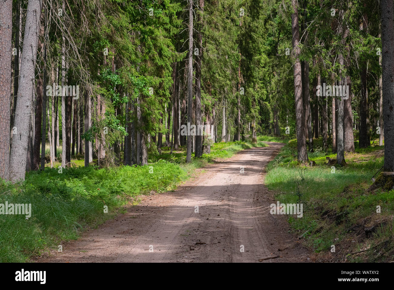 Forrest road hi-res stock photography and images - Alamy