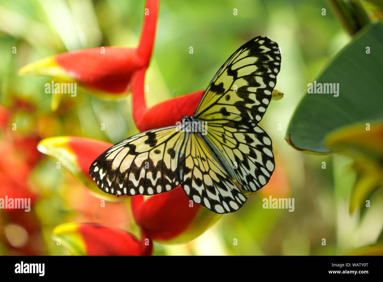 A Butterfly from the Philippines, shot in Bohol Island nearby a Forest ...