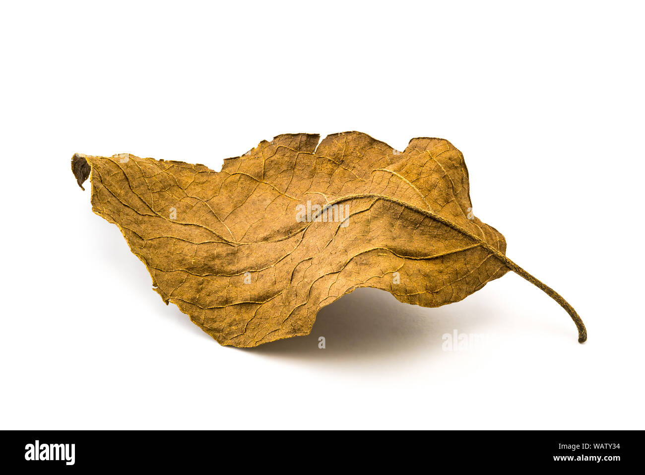 Abstract organic lines background Cut Out Stock Images & Pictures - Alamy