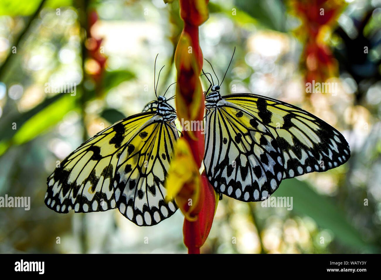 A Butterfly from the Philippines, shot in Bohol Island nearby a Forest ...