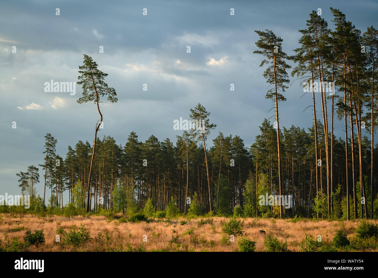 Area of deforestation of vegetation in the pine forest. Vast empty ...