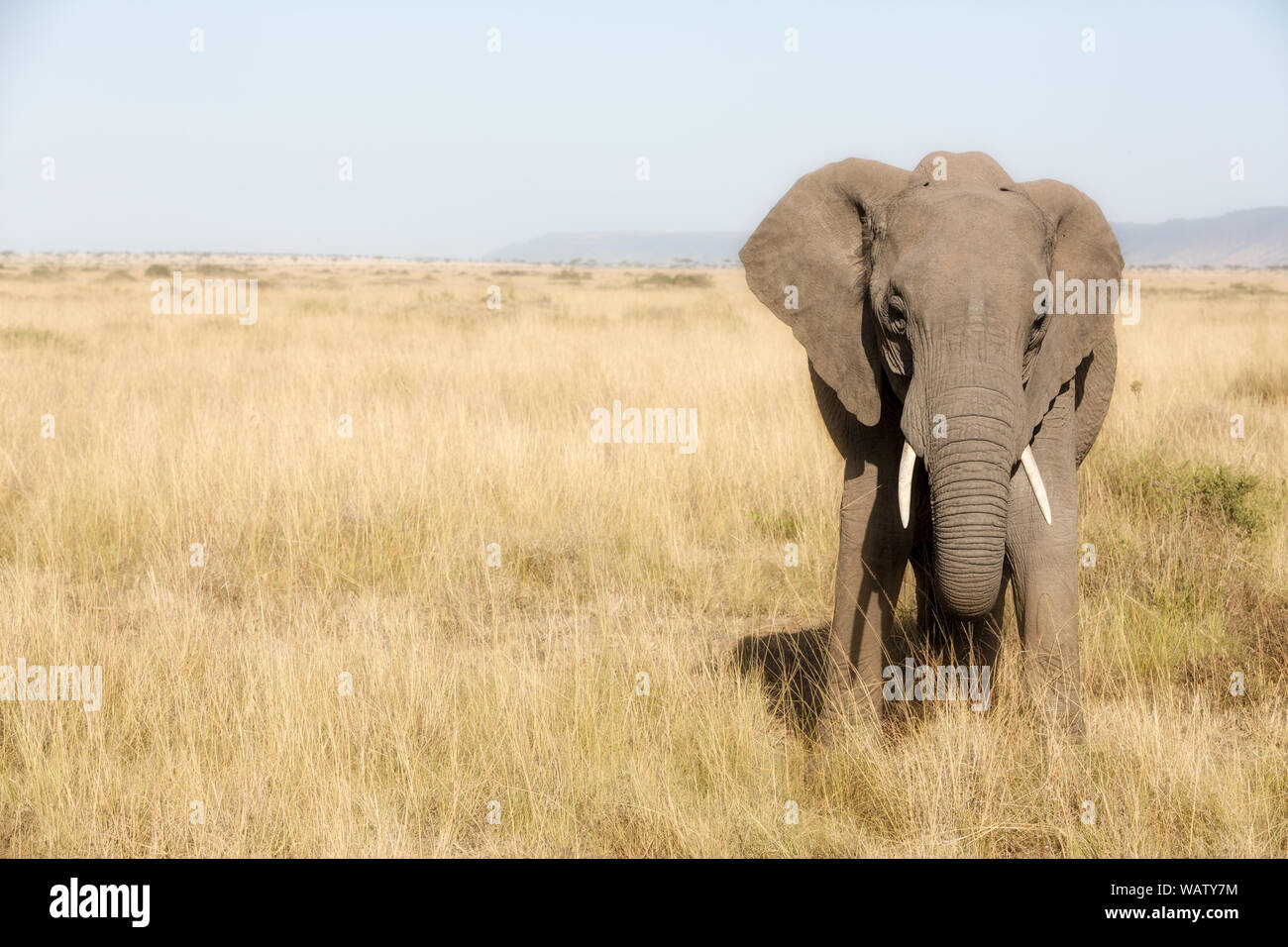 Single adult elephant hi-res stock photography and images - Alamy