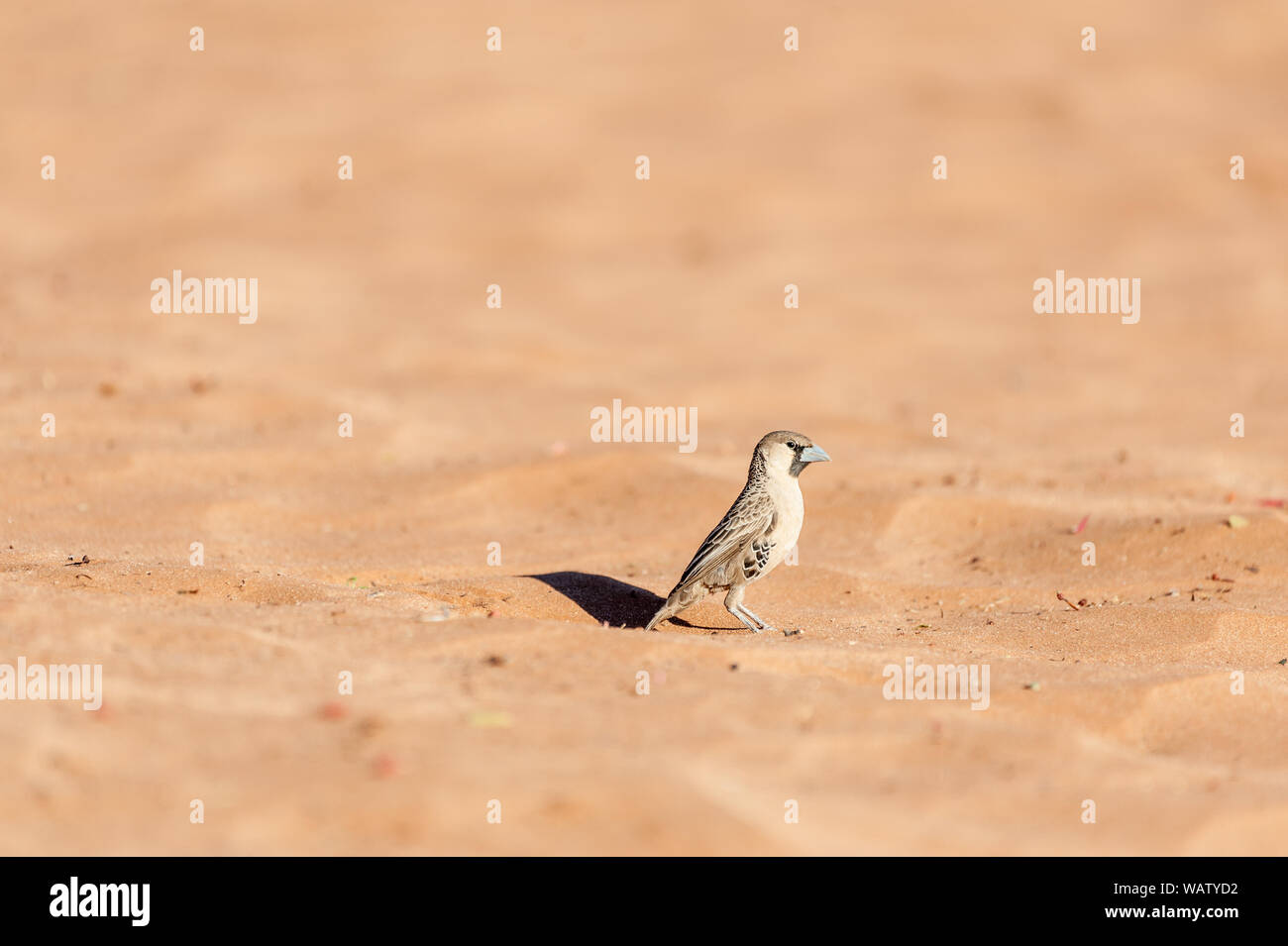 A sociable weaver bird - Philetairus socius- walking in the red sand of ...