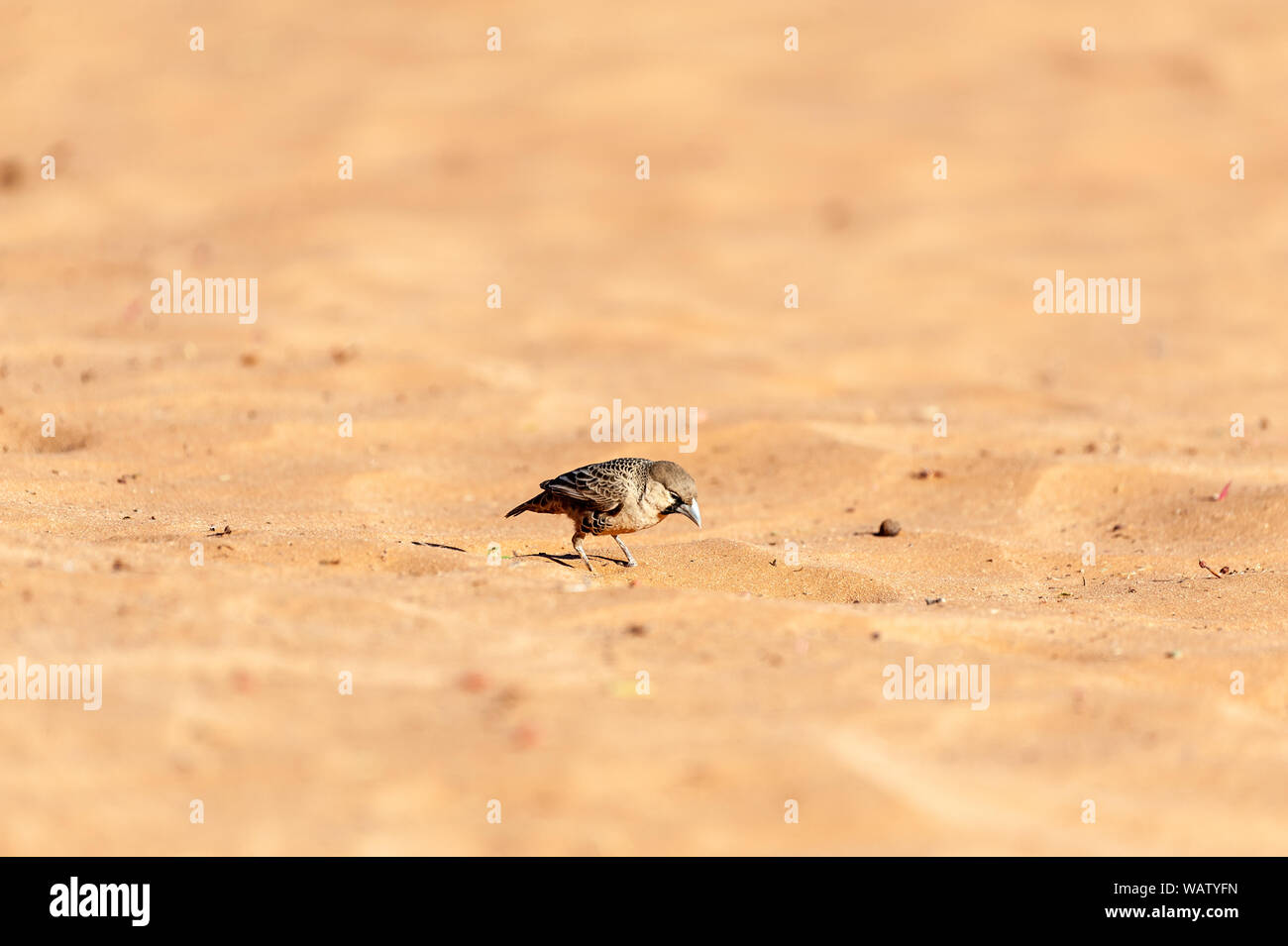 A sociable weaver bird - Philetairus socius- walking in the red sand of ...