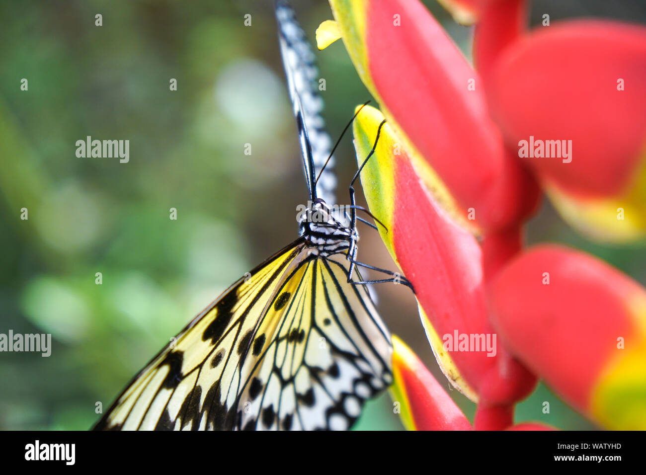 A Butterfly from the Philippines, shot in Bohol Island nearby a Forest ...