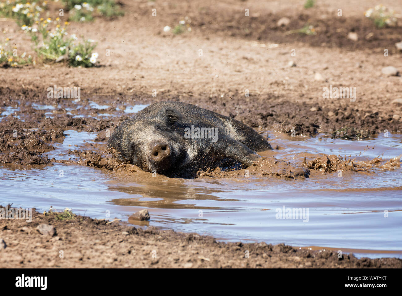Wild boar taking a mud bath to cool down on a summer day Stock Photo ...