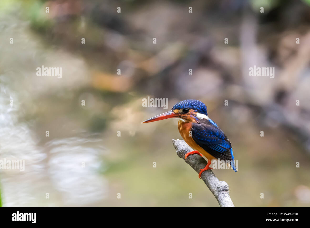 Blue-eared Kingfisher (Alcedo meninting) perched Stock Photo - Alamy
