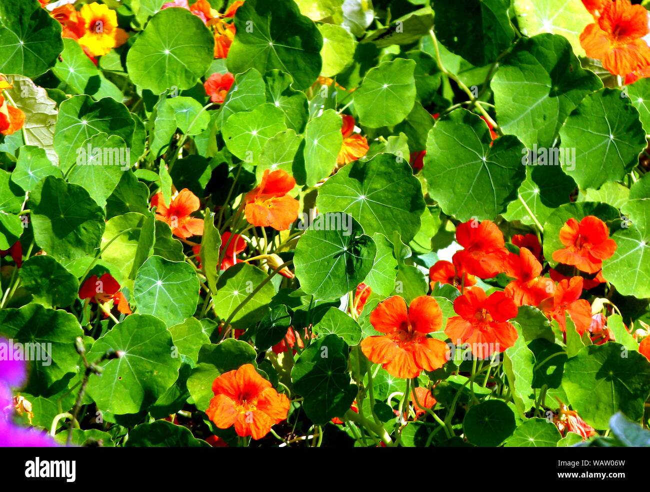 red blooming field bindweed with green leaves Stock Photo - Alamy
