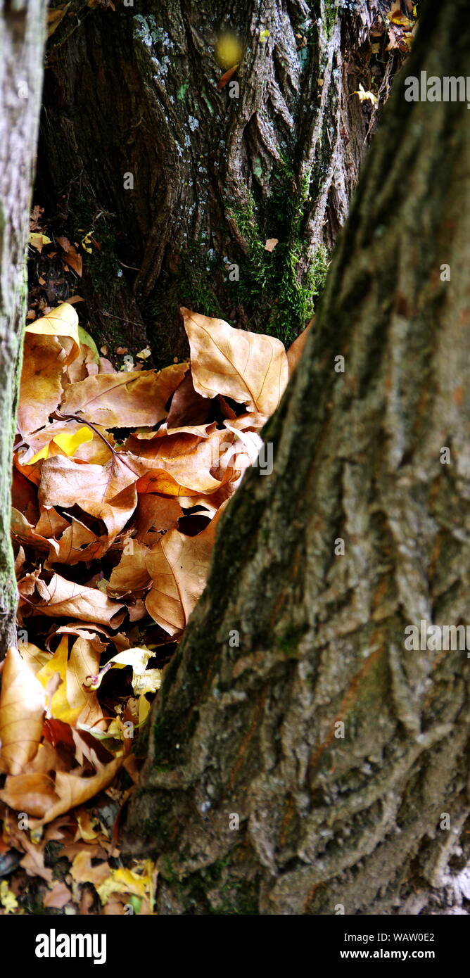 Autumn leaves gather in a branch fork Stock Photo - Alamy