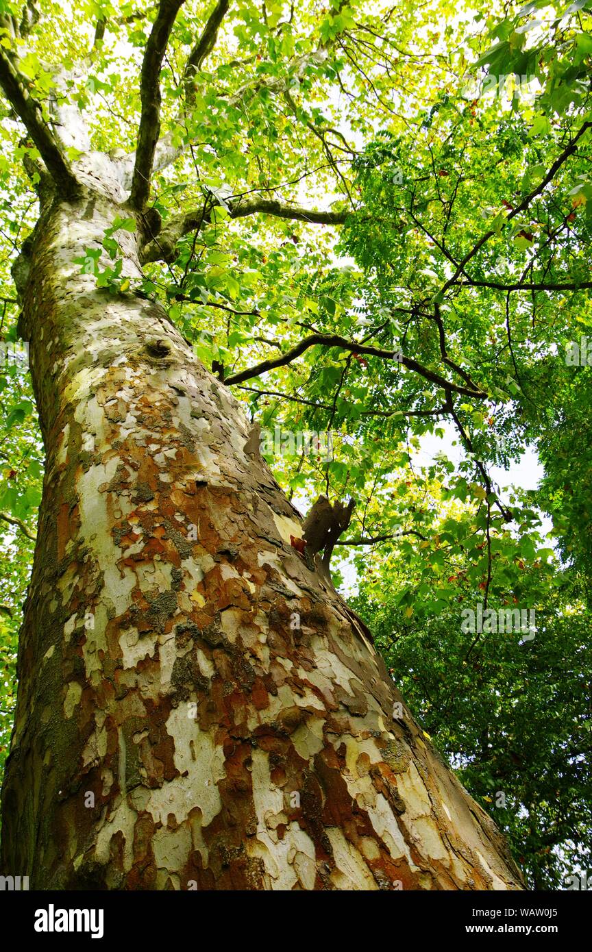 huge plane tree in very steep perspective Stock Photo - Alamy