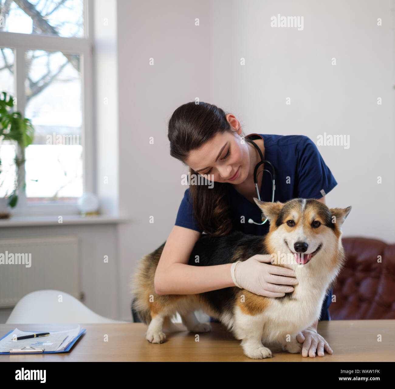 Veterinary surgeon and corgi dog at vet clinic Stock Photo - Alamy