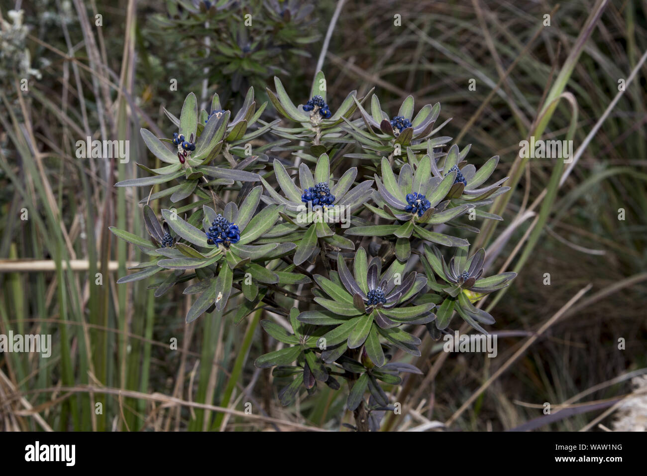 Violet flowers growing on the Páramo highland in the Reserve Ecológica ...