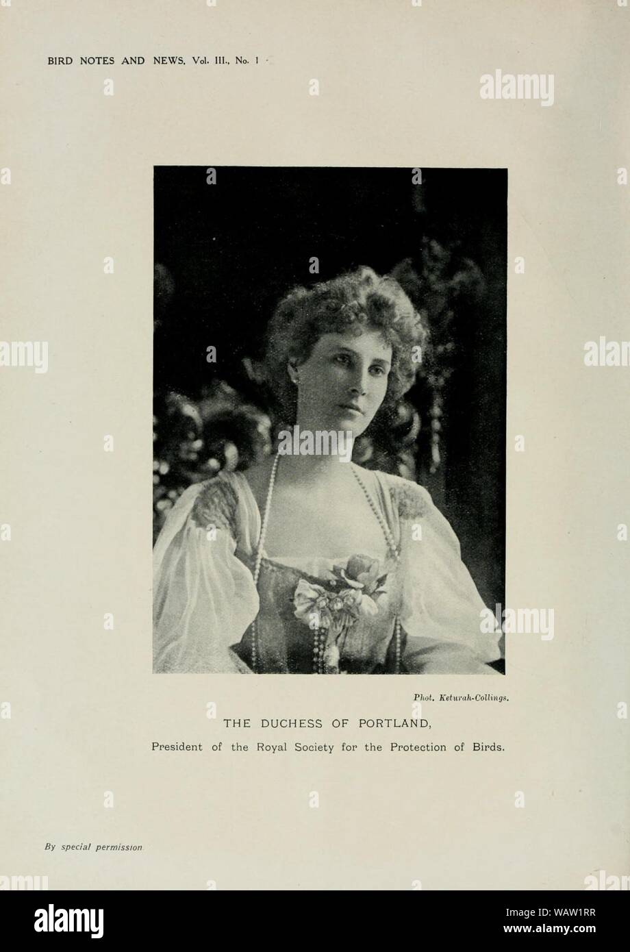 Duchess of Portland, 1908 Stock Photo - Alamy