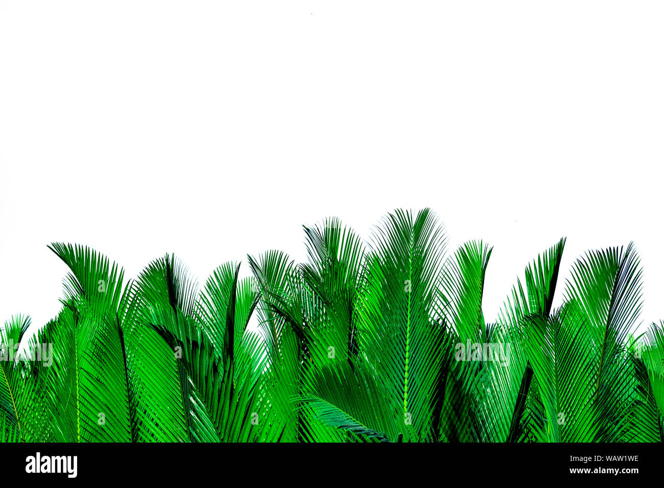 Green leaves of palm isolated on white background. Nypa fruticans Wurmb ...