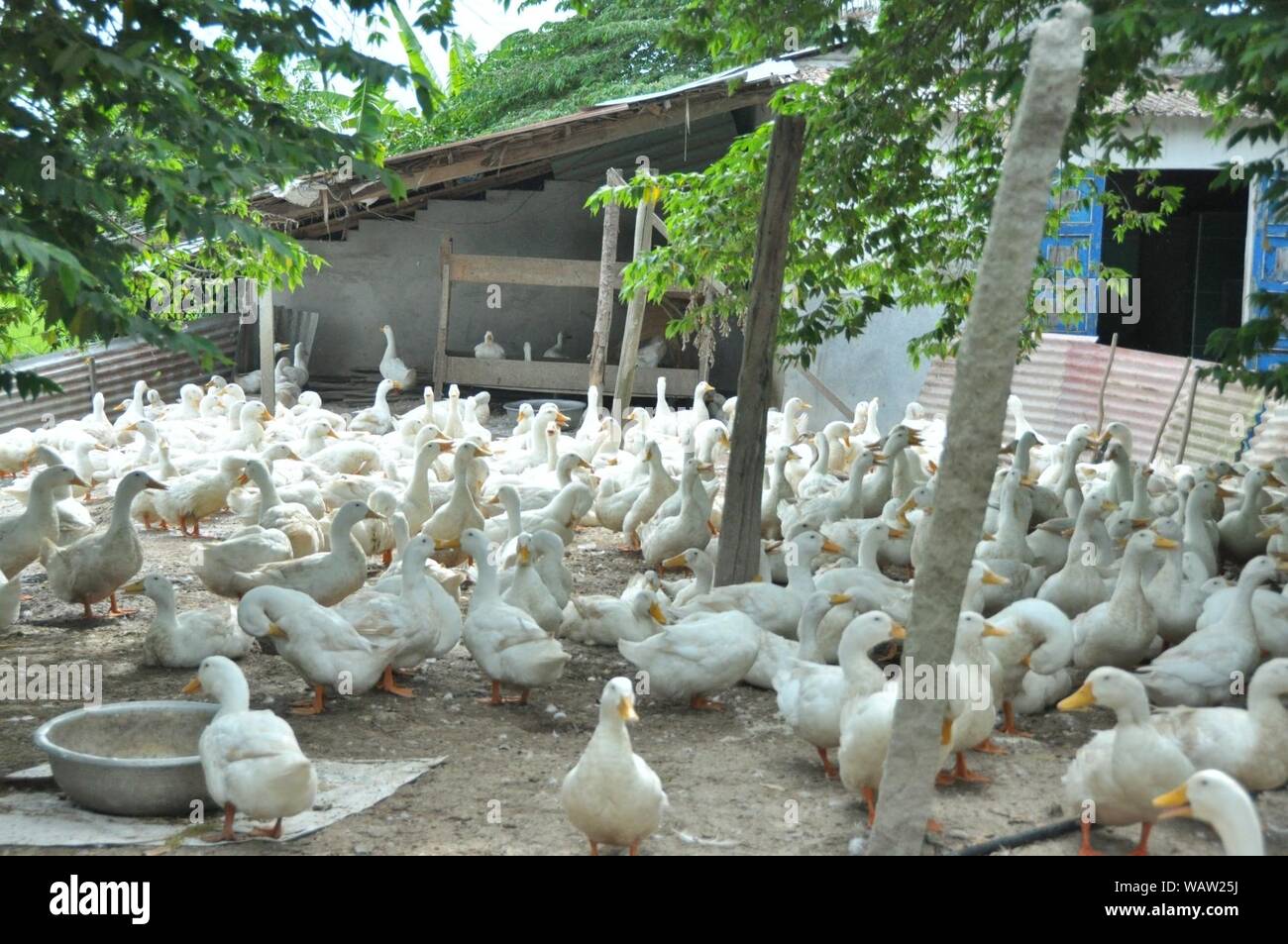 Duck farm in Can Tho (14239819661 Stock Photo - Alamy