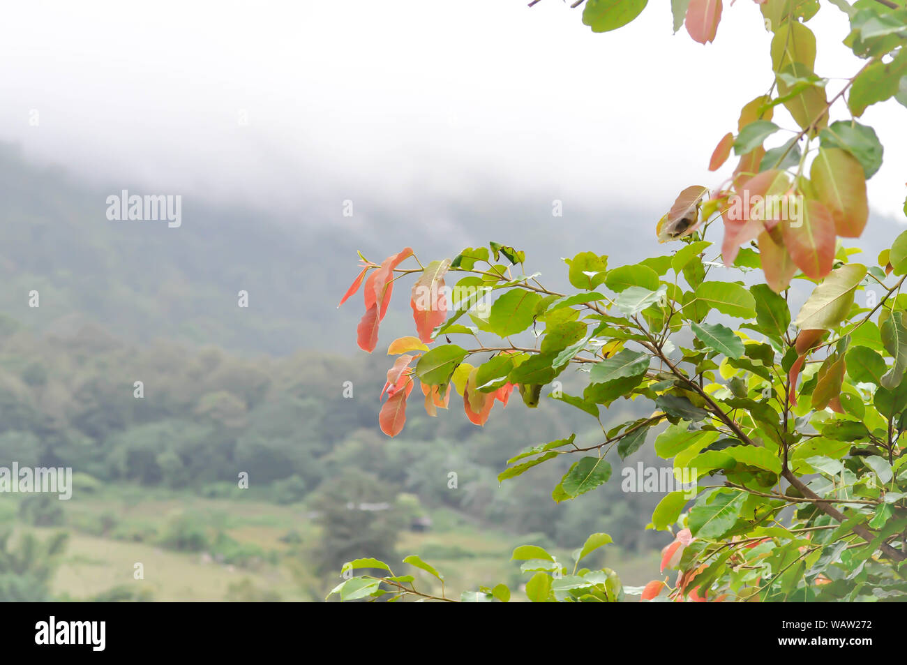 sky ,cloud ,tree and mountain background Stock Photo - Alamy
