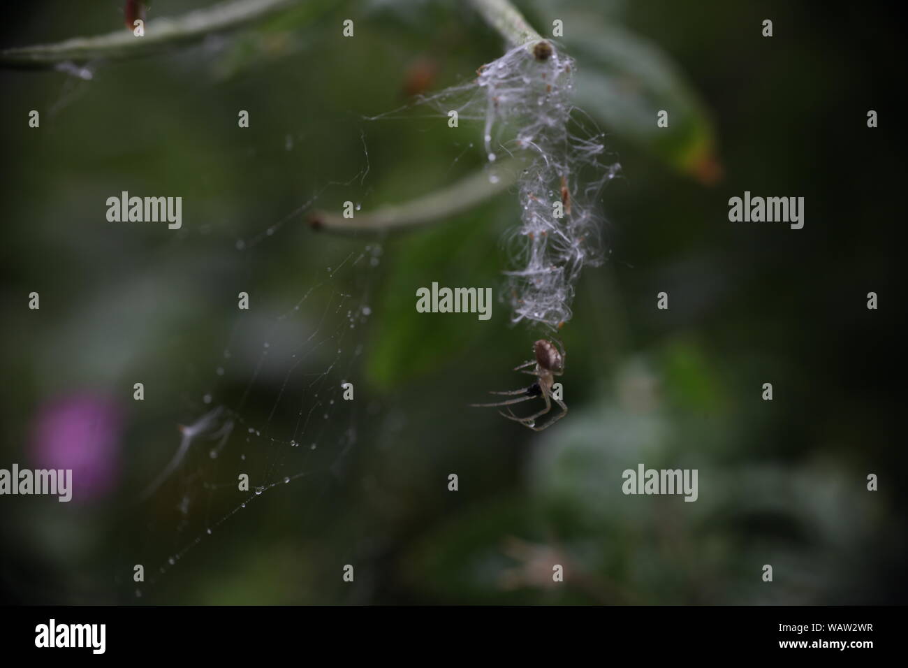 Natural World Habitats - Close-up on Spiders - Spiders are a type of ...