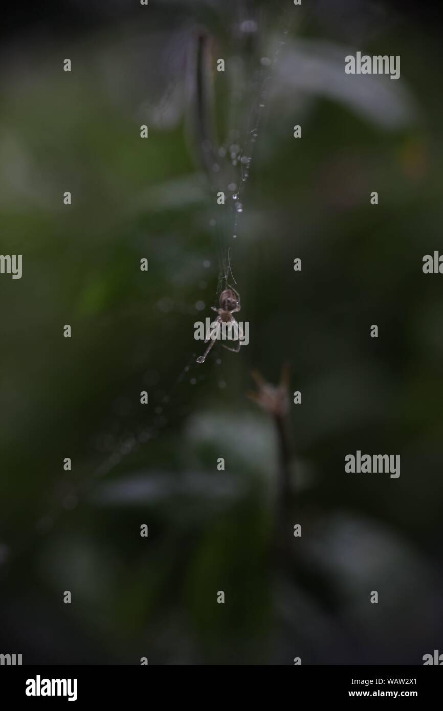 Natural World Environments & Habitats - Scenic view of a small spider ...