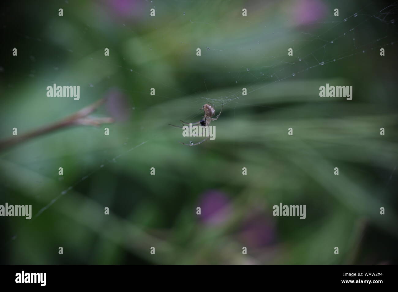 Natural World Environments & Habitats - Scenic macro of a small lace ...