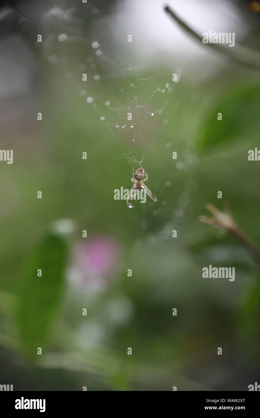 Spiders in the Ecological Web -Spiders play an important role in our ...