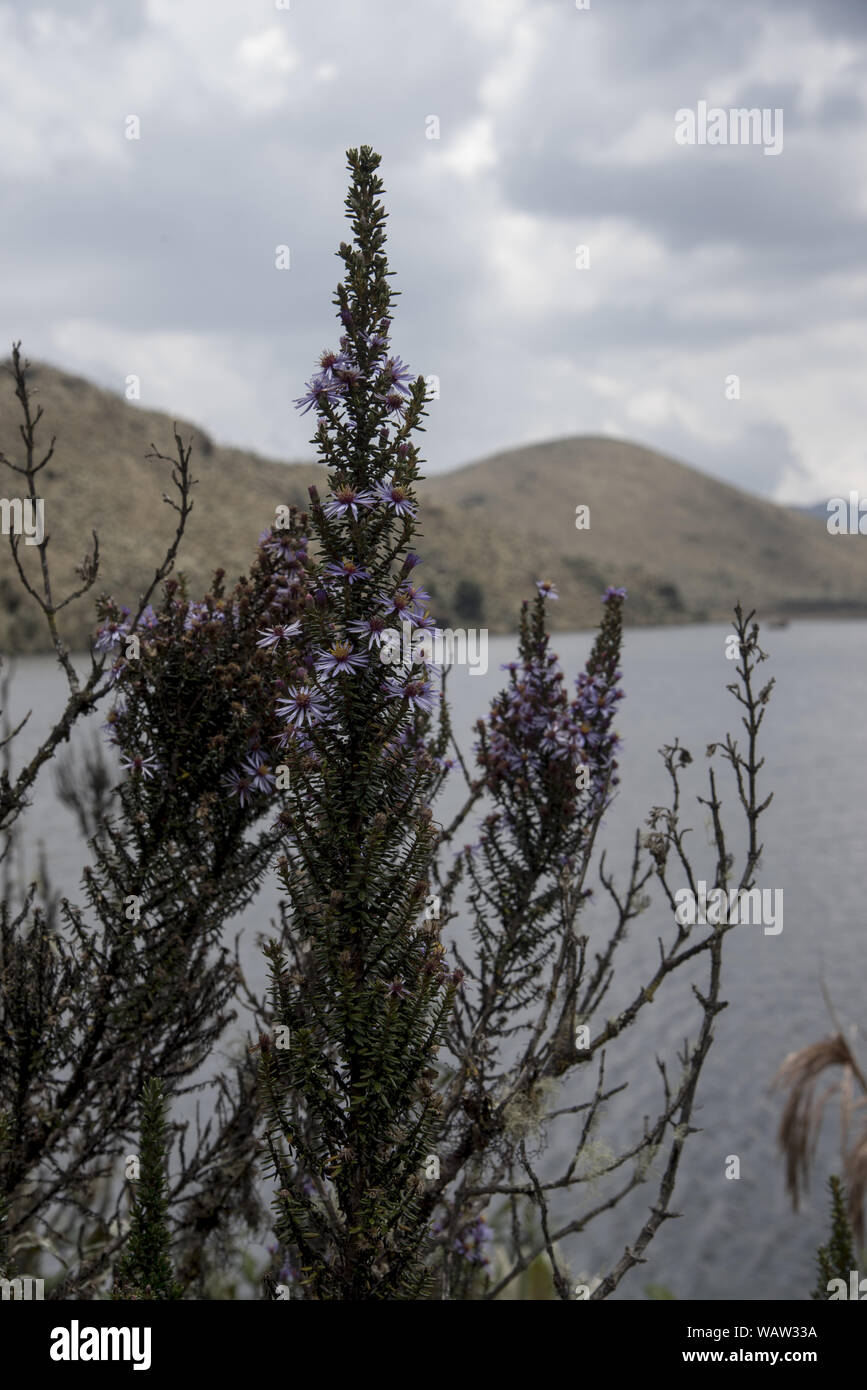Violet flowers growing on the Páramo highland in the Reserve Ecológica ...