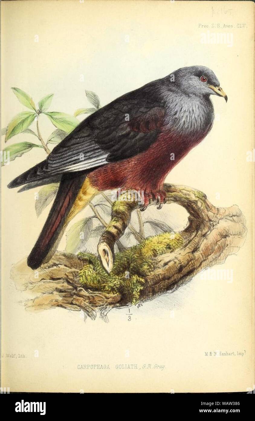 Ducula goliath plate 1859 Stock Photo - Alamy