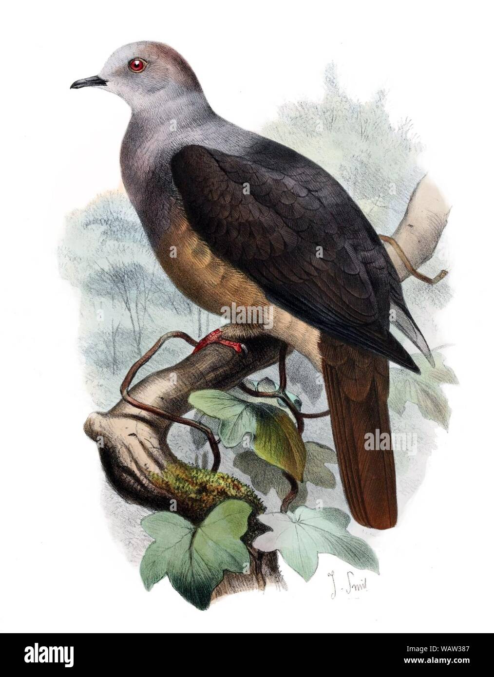 Ducula latrans hi-res stock photography and images - Alamy