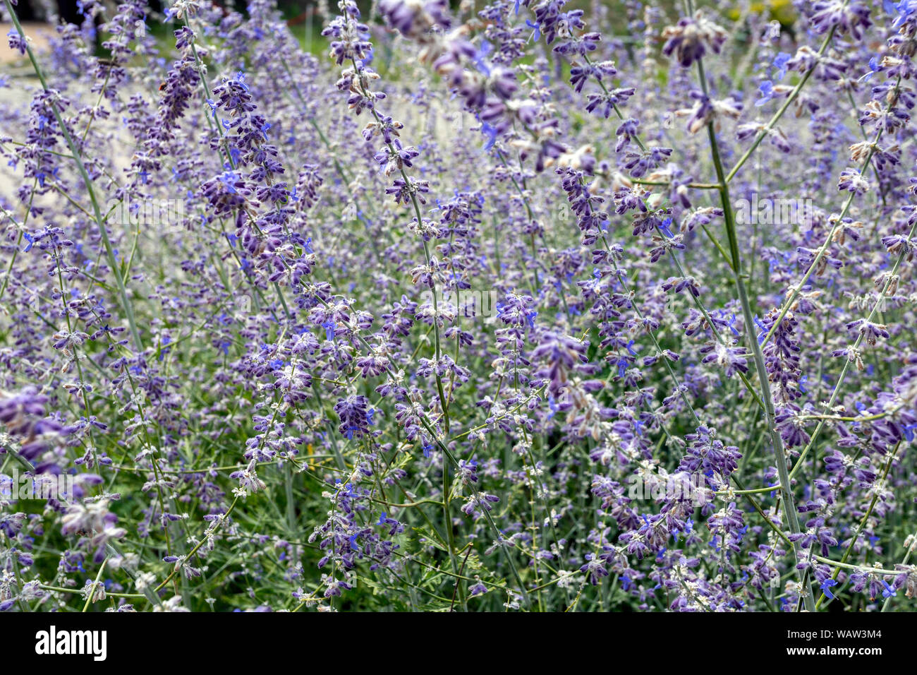 Lavender field somewhere in the hungarian countryside Stock Photo - Alamy