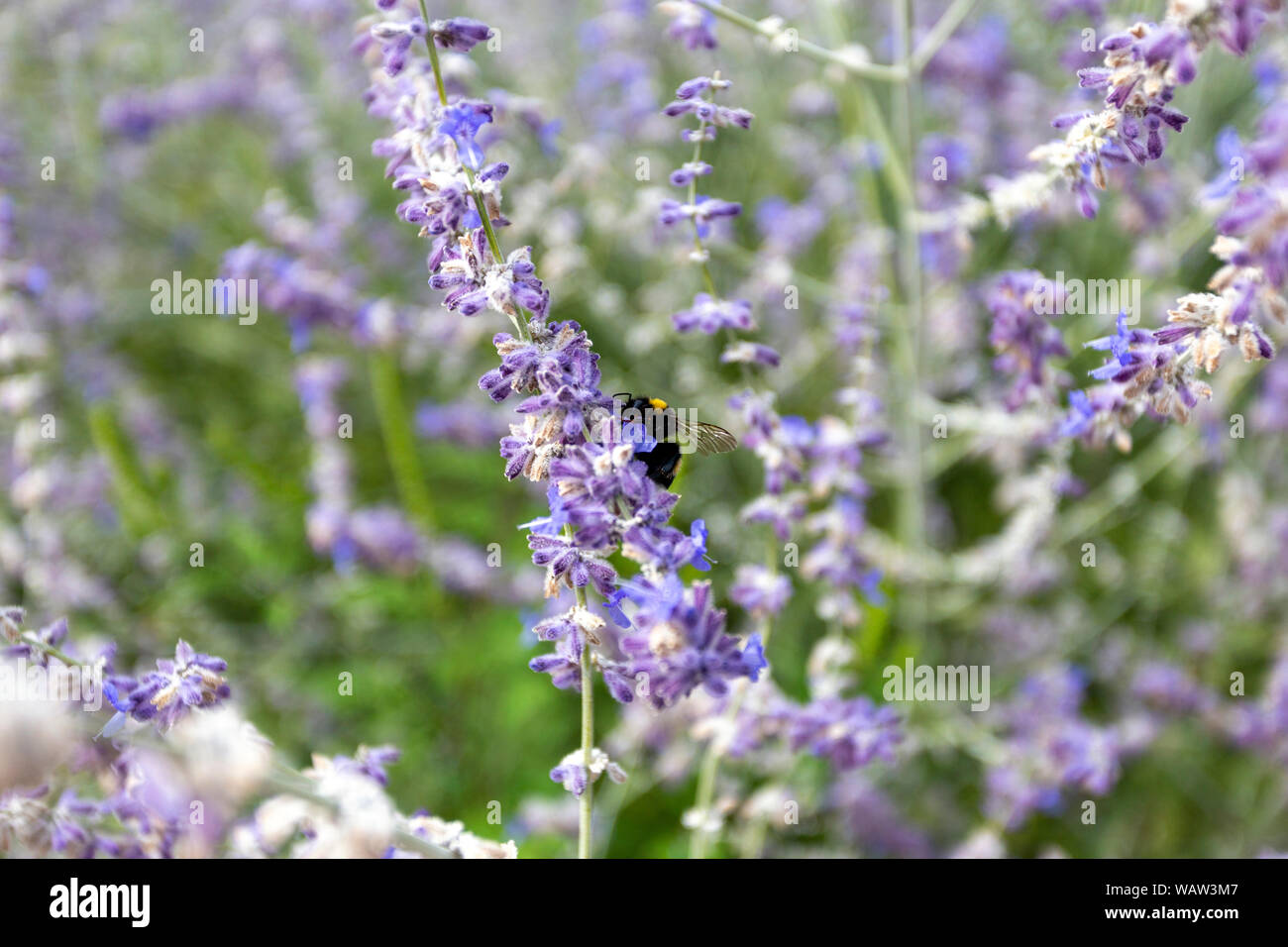 Lavender field somewhere in the hungarian countryside Stock Photo - Alamy