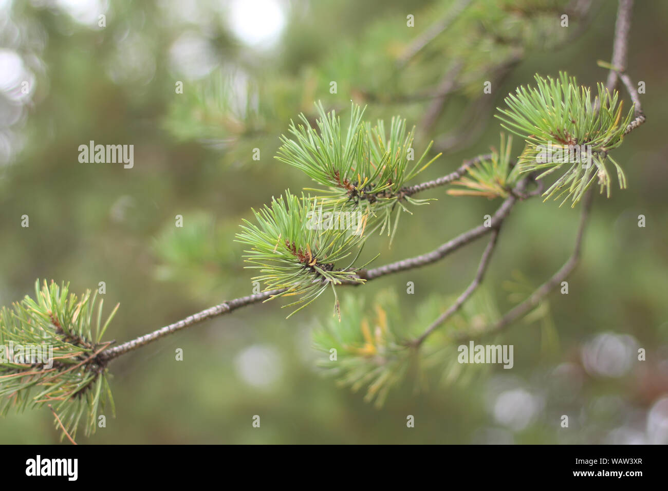 Pine tree branch Stock Photo - Alamy