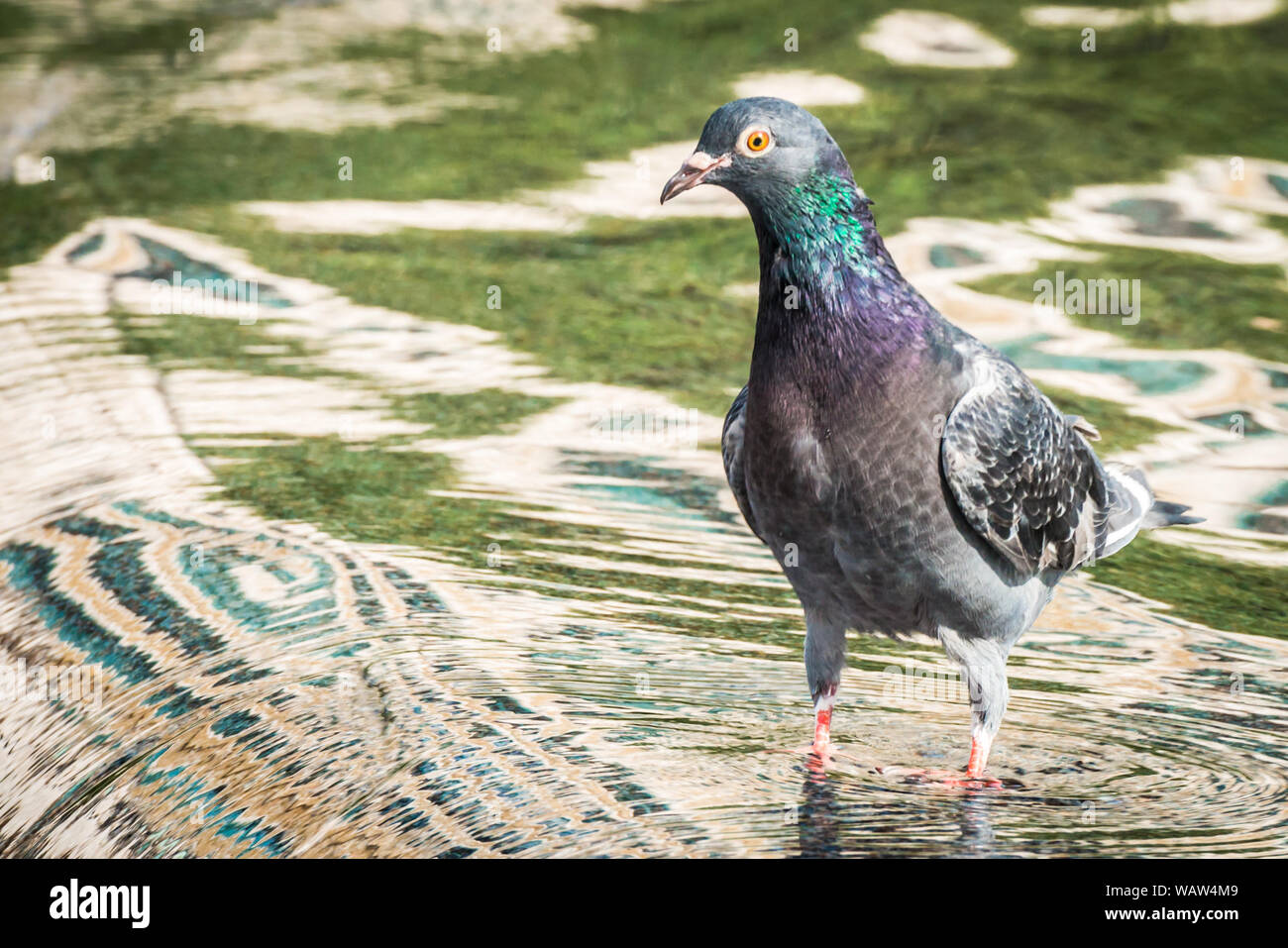 Pigeon standing in water Stock Photo - Alamy