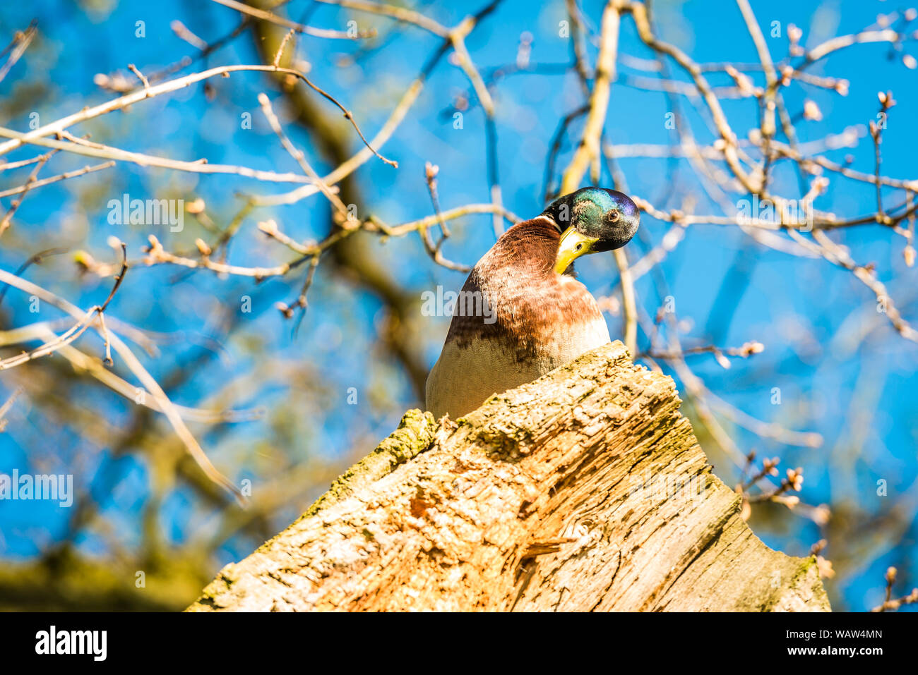 Curious Duck High Resolution Stock Photography and Images - Alamy