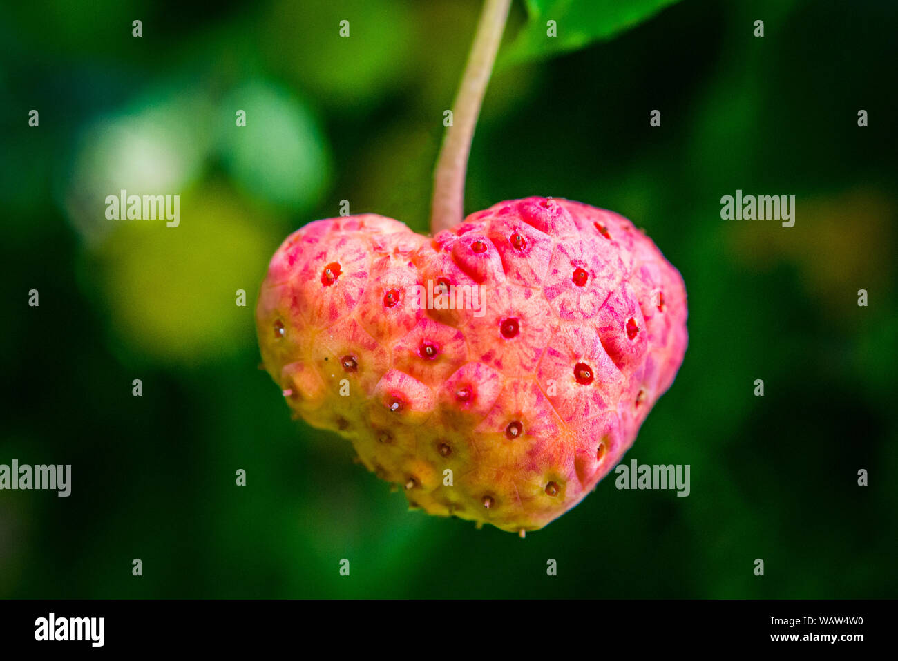 Heart shaped berry hi-res stock photography and images - Alamy
