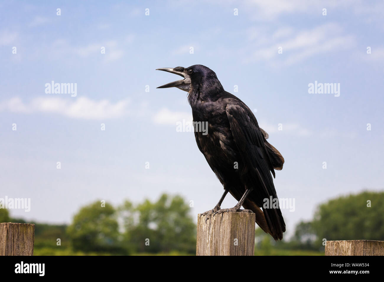 Carrion crow hi-res stock photography and images - Alamy