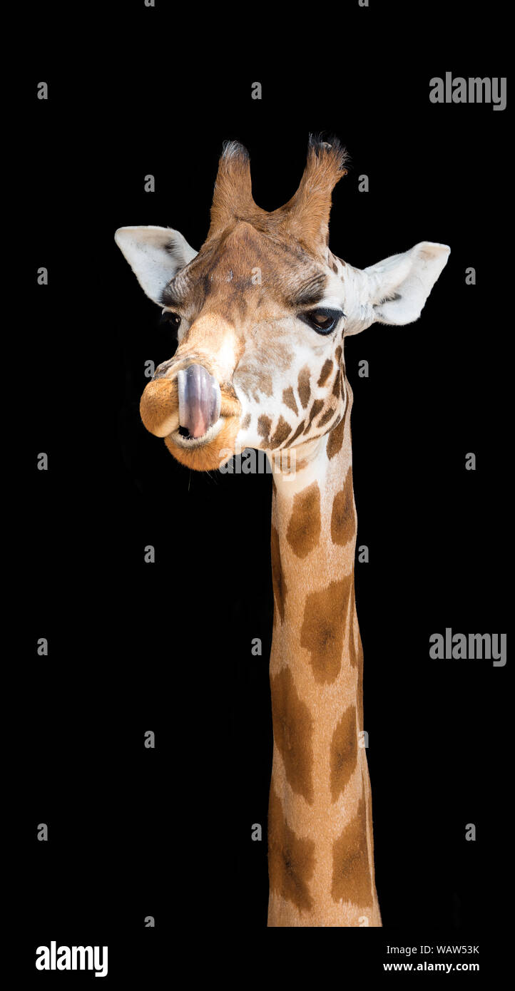 Comical giraffe with his tongue up his nostril, isolated on black ...