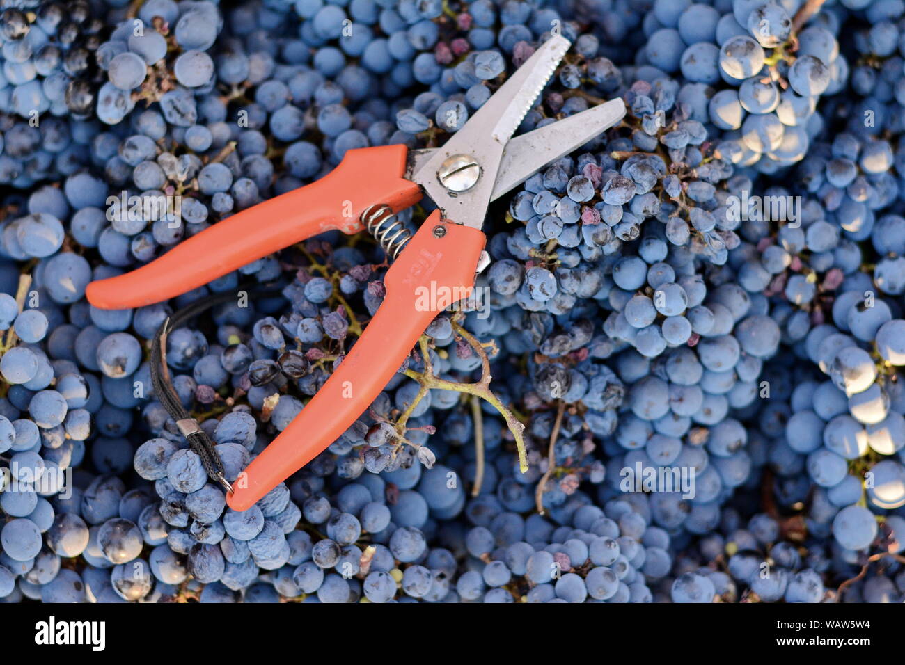grape harvest on october Stock Photo - Alamy