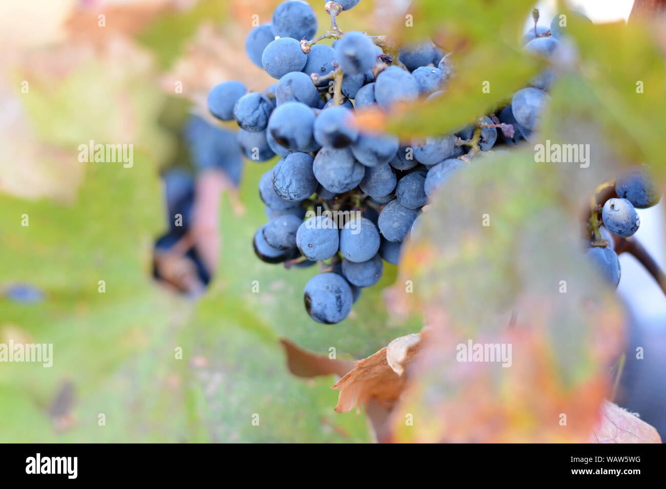 grape harvest on october Stock Photo - Alamy
