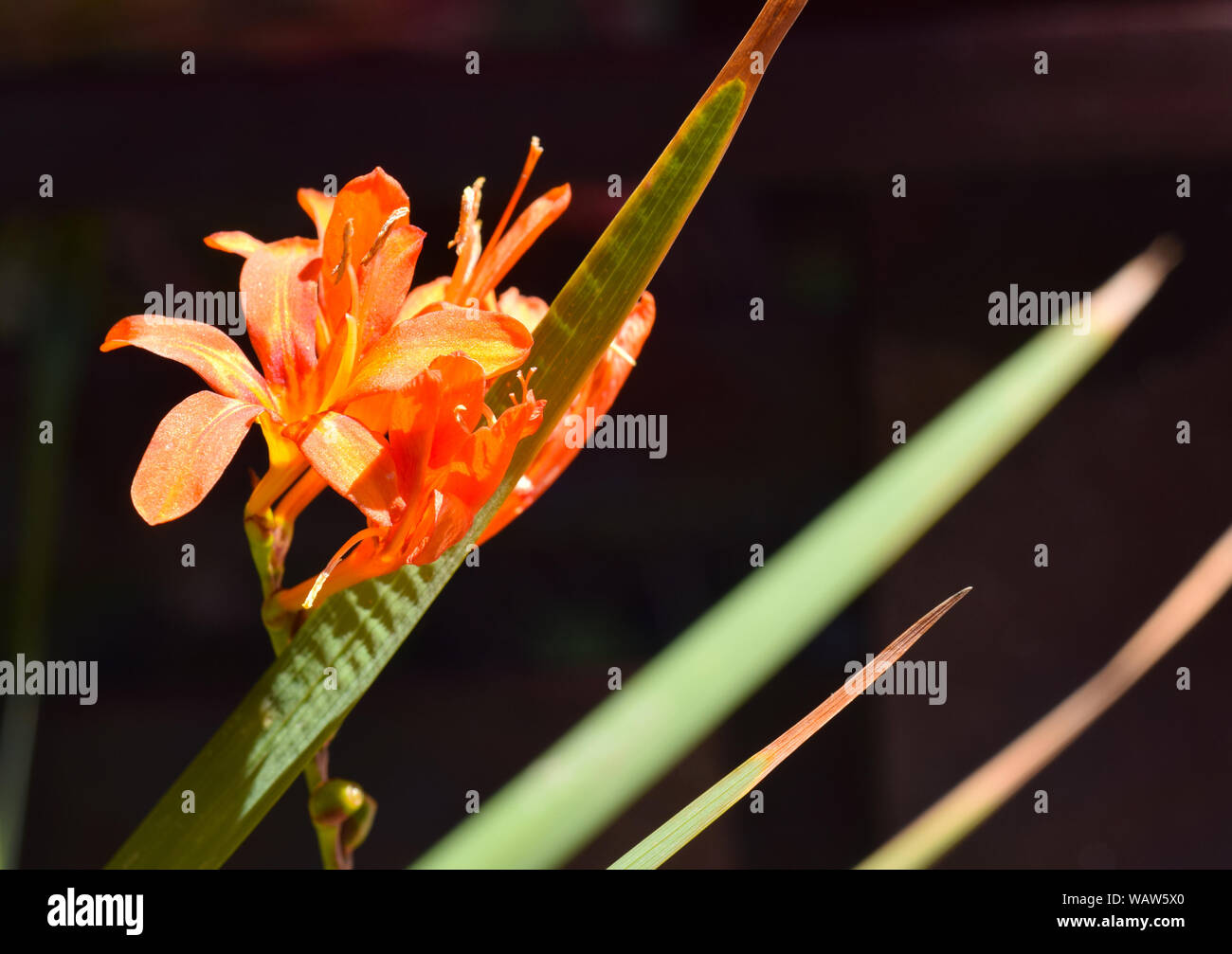 Close up orange crocosmia flower hi-res stock photography and images ...