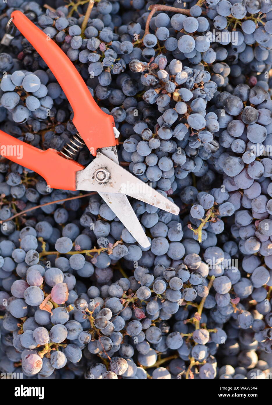 grape harvest on october Stock Photo - Alamy