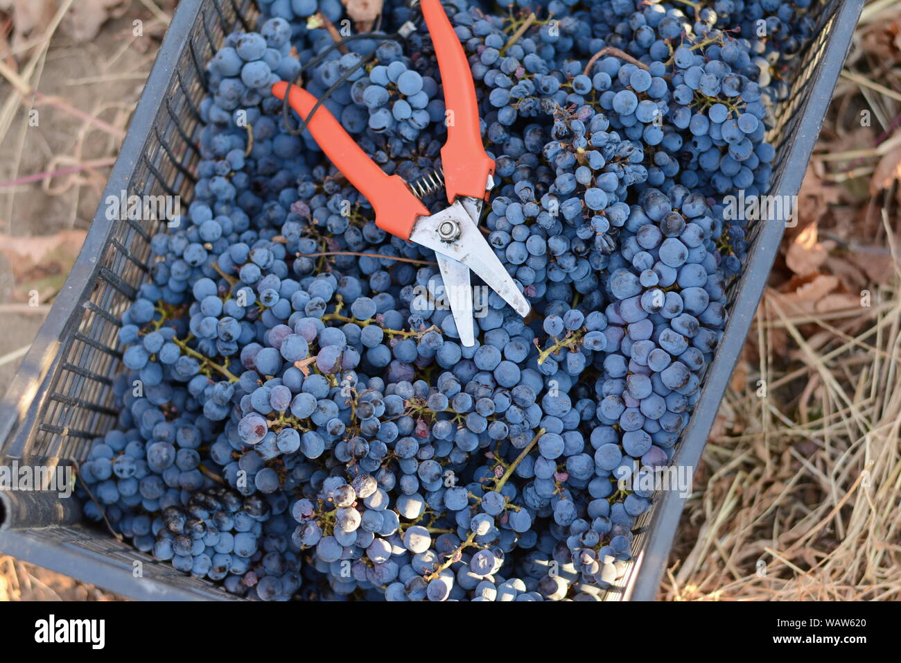 grape harvest on october Stock Photo - Alamy