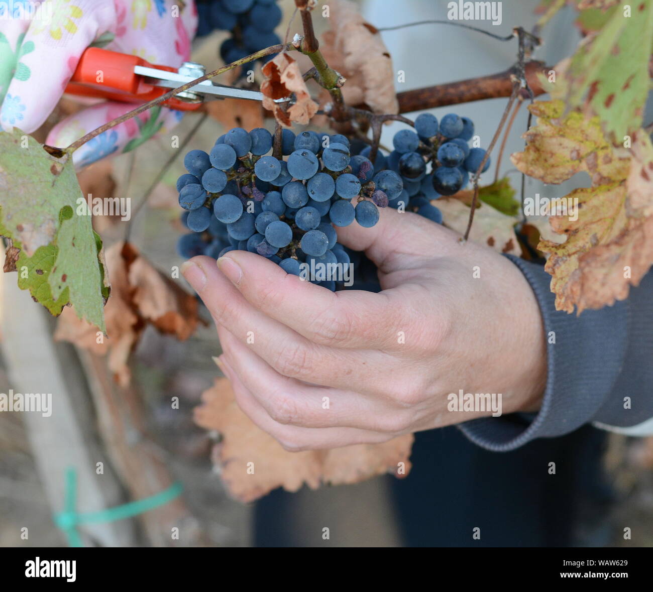 grape harvest on october Stock Photo - Alamy