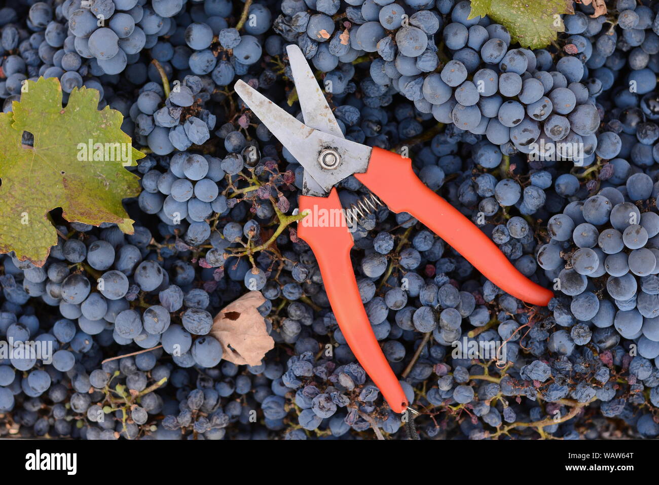 grape harvest on october Stock Photo - Alamy