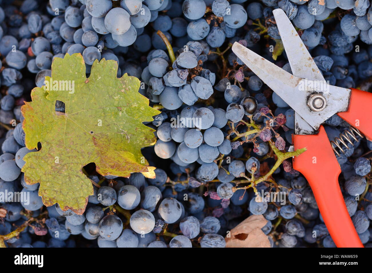 grape harvest on october Stock Photo - Alamy