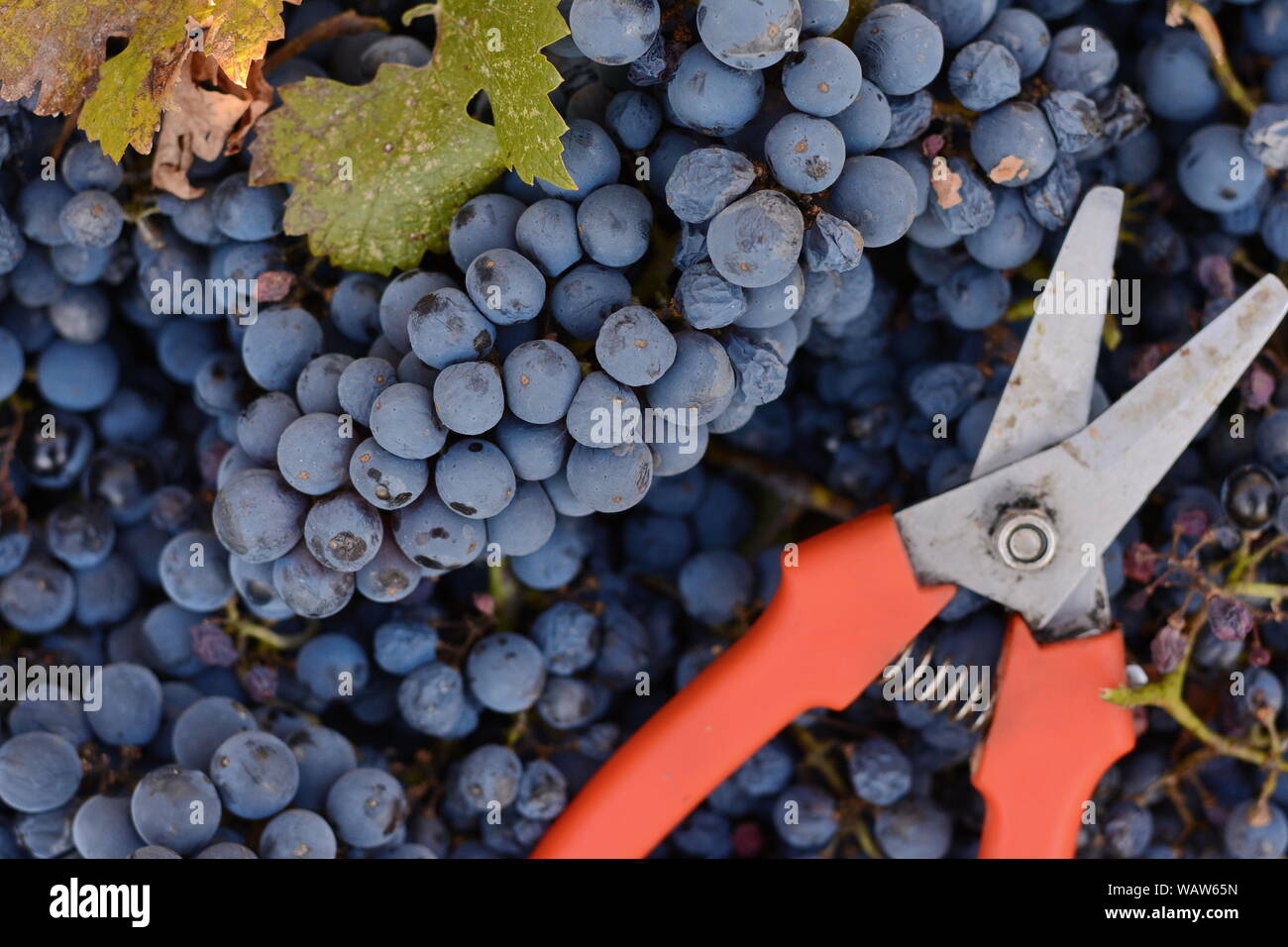 grape harvest on october Stock Photo - Alamy